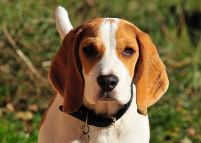 Fox Terrier Beagle Mix - Info, Temperament, Pictures