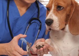 My Beagle Buddy - All About Beagles