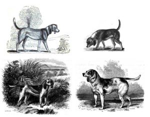 Beagle History and Origins - My Beagle Buddy
