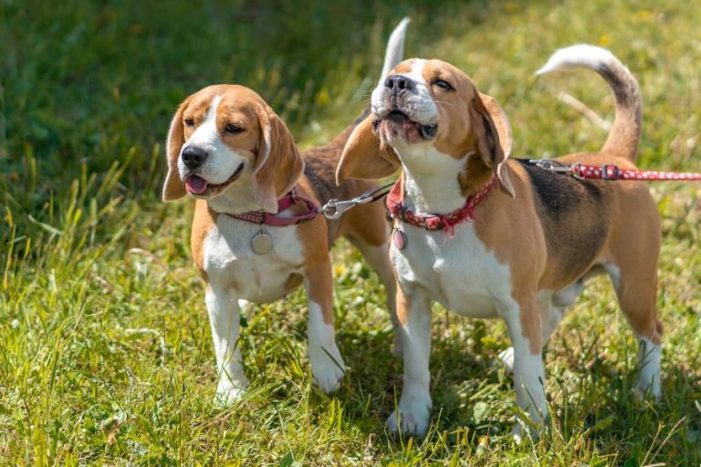 Are Beagles Better in Pairs? The Pros and Cons